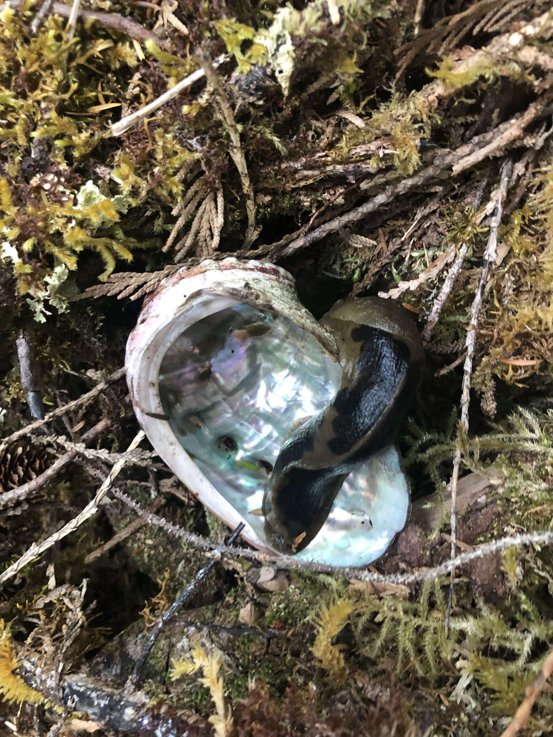 Touched by the Spirit of Haida Gwaii - Here Magazine: Canada’s Voices